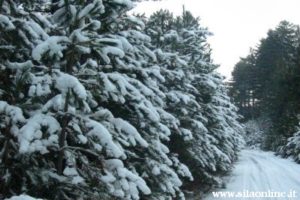 L'altipiano della Sila in Calabria